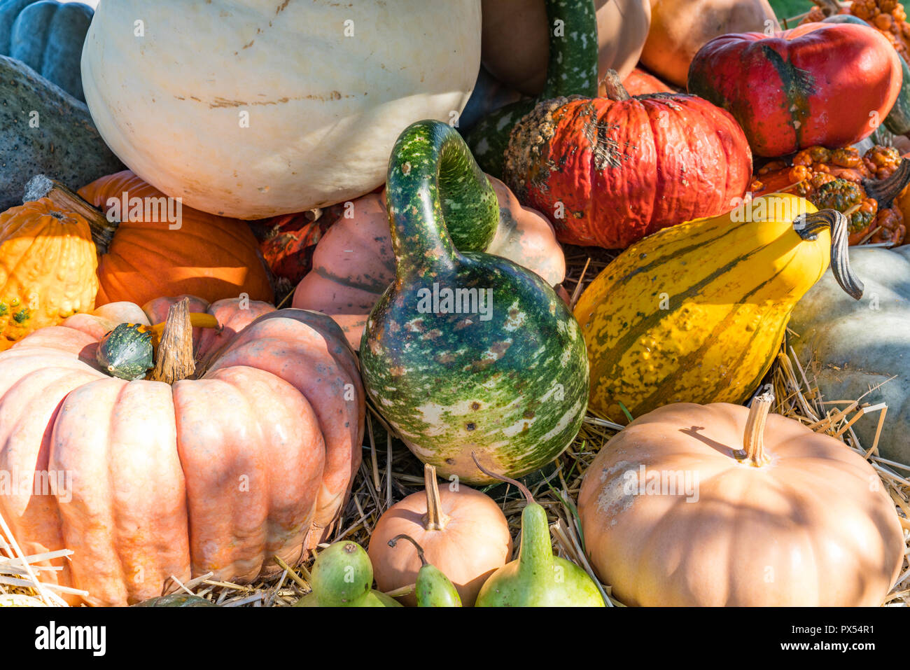 Gourds food hi-res stock photography and images - Alamy