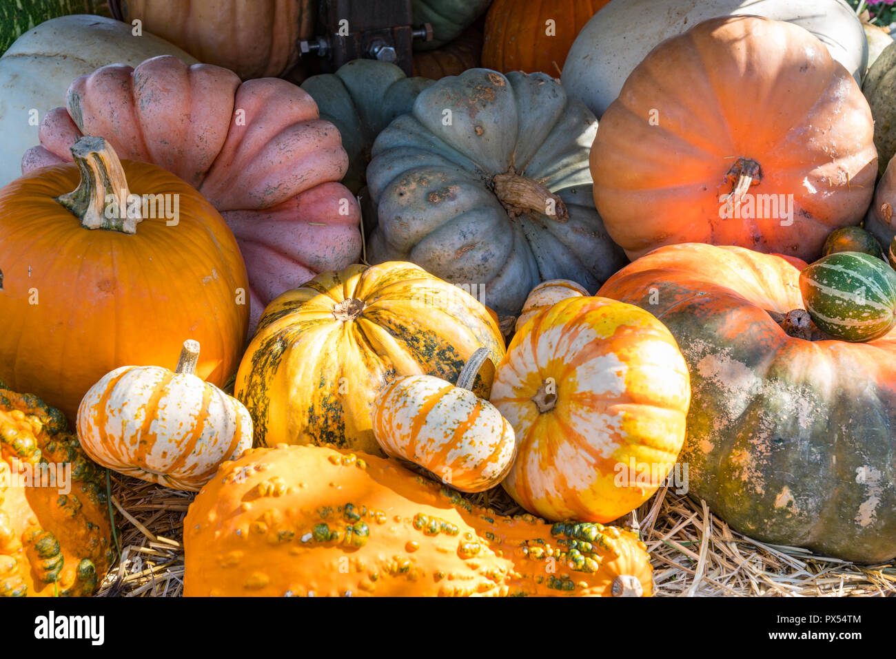 Holiday pumpkins hi-res stock photography and images - Alamy