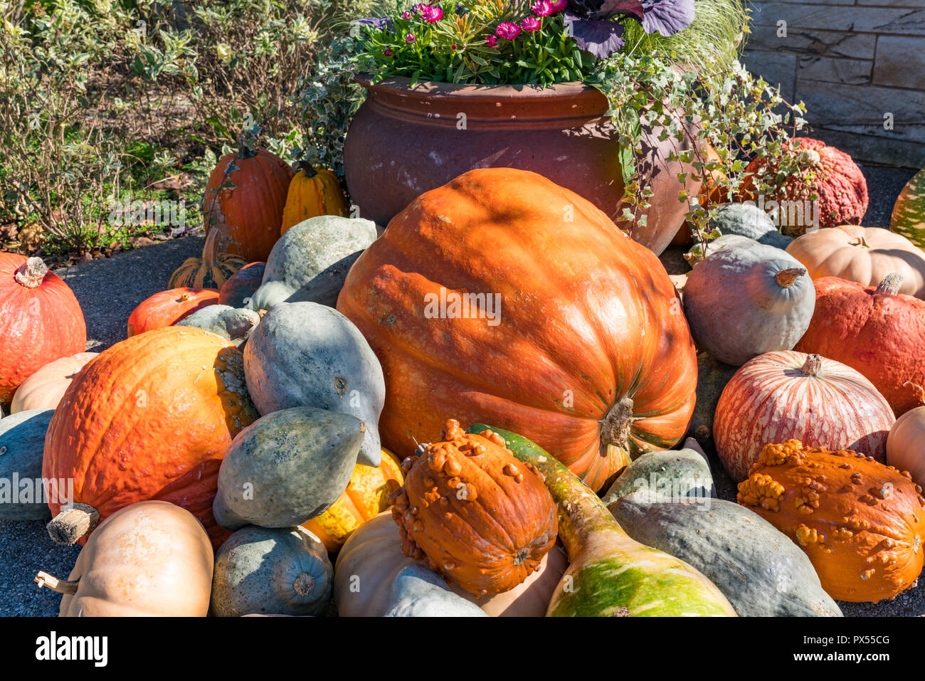Autumn arrangement of colorful gourds and pumpkins Stock Photo - Alamy