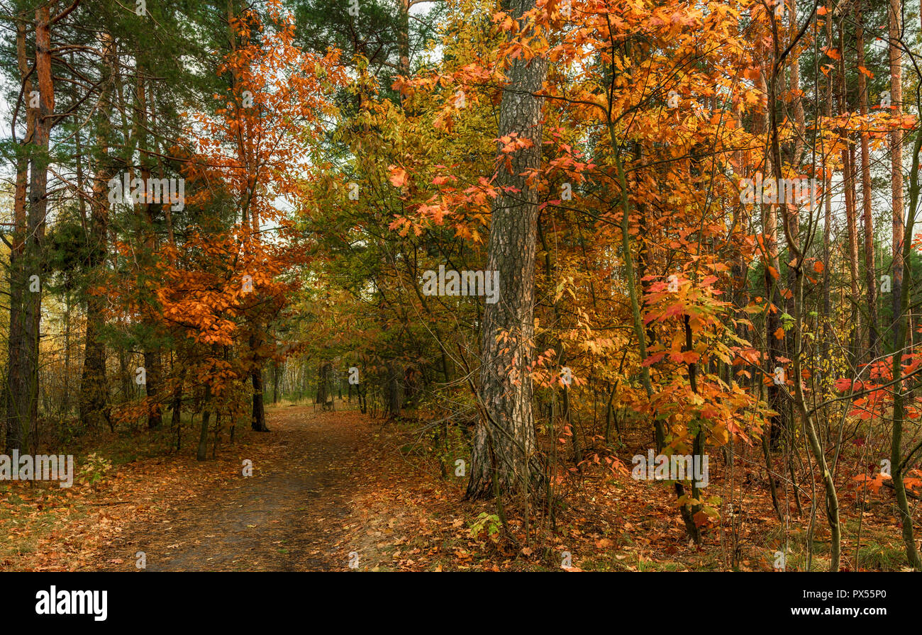 trip to autumn. walk in the woods. autumn colors. autumn leaves ...