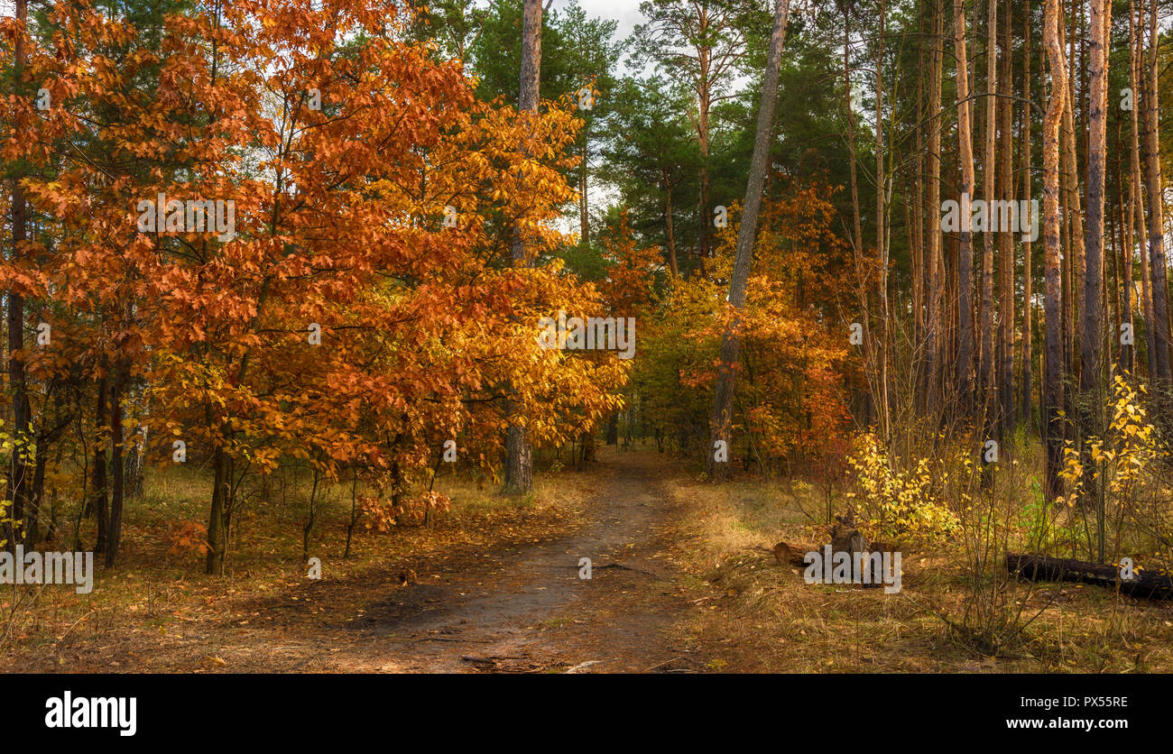 trip to autumn. walk in the woods. autumn colors. autumn leaves ...