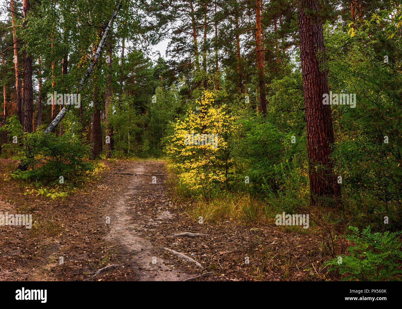 trip to autumn. walk in the woods. autumn colors. autumn leaves ...