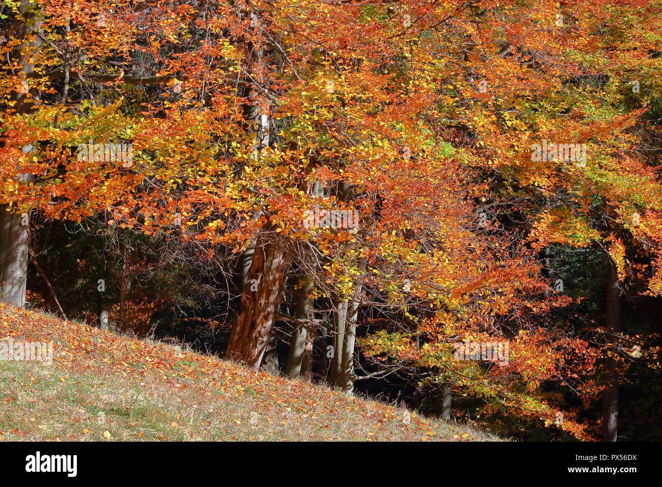 Autumn polish forest hi-res stock photography and images - Alamy