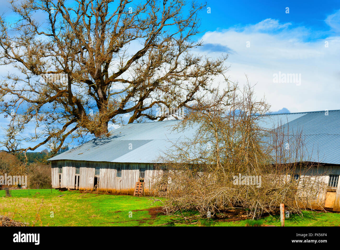 Structure of decaying leaves hi-res stock photography and images - Alamy
