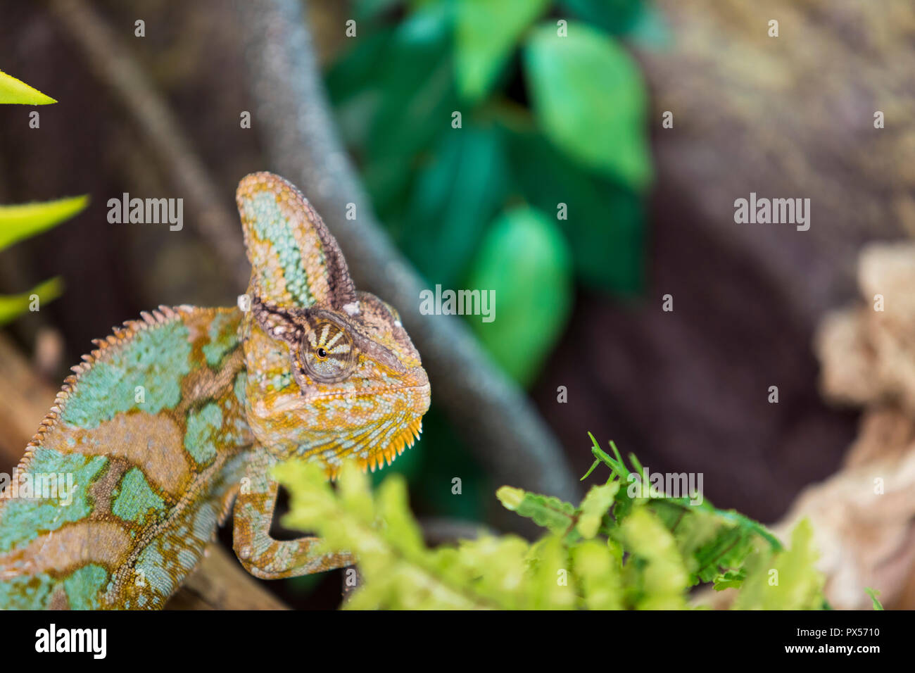 Chameleon in natural habitat hi-res stock photography and images - Alamy