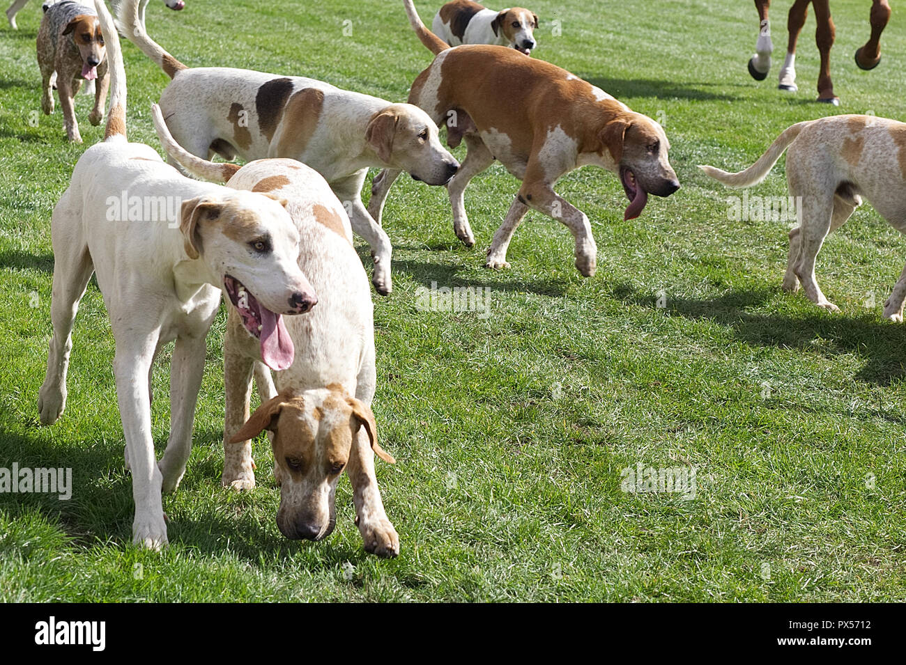 Hound trailing hi-res stock photography and images - Alamy