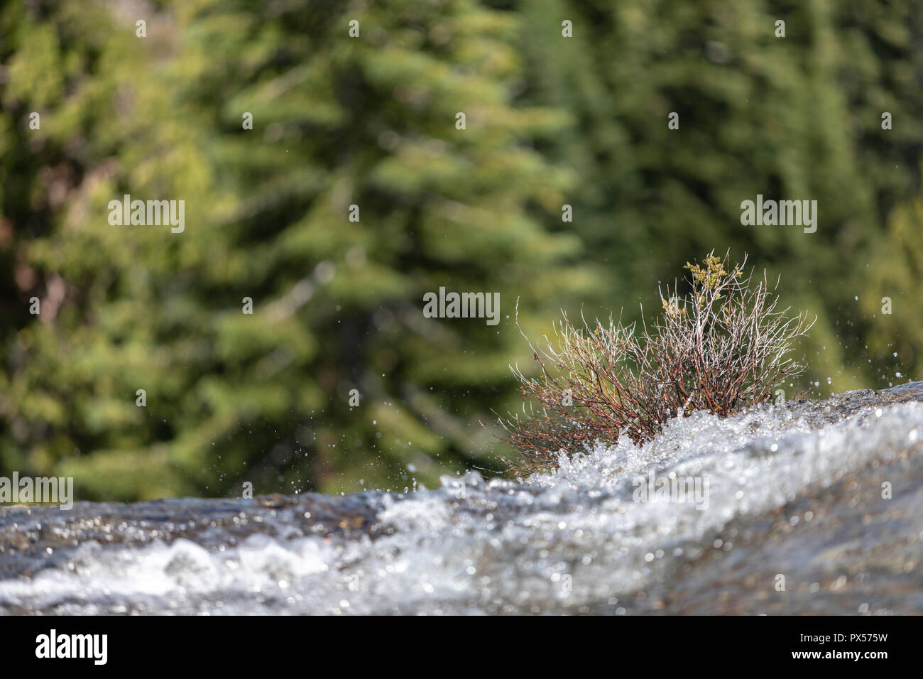 Edge of bush hi-res stock photography and images - Alamy