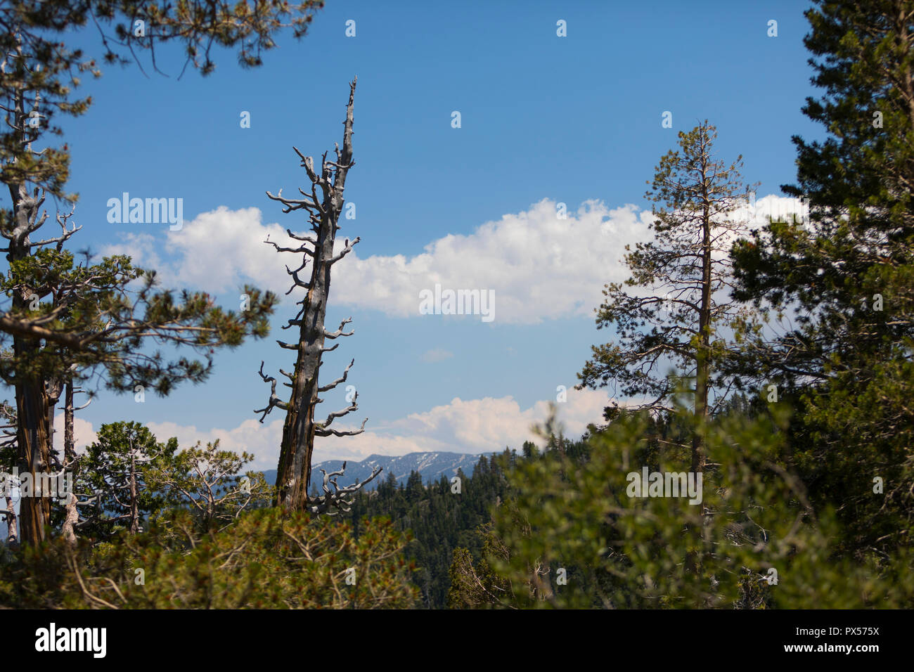 One huge dead tree amongst green trees on a blue sky with clouds Stock ...