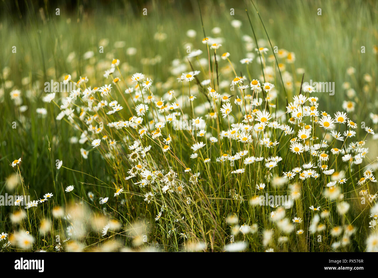 A field of daisies in the summer Stock Photo - Alamy