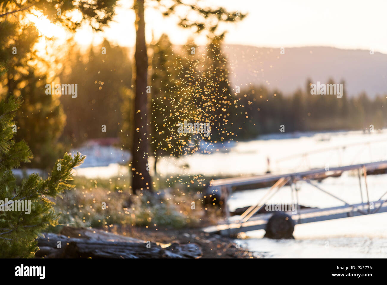 Small flies hi-res stock photography and images - Alamy