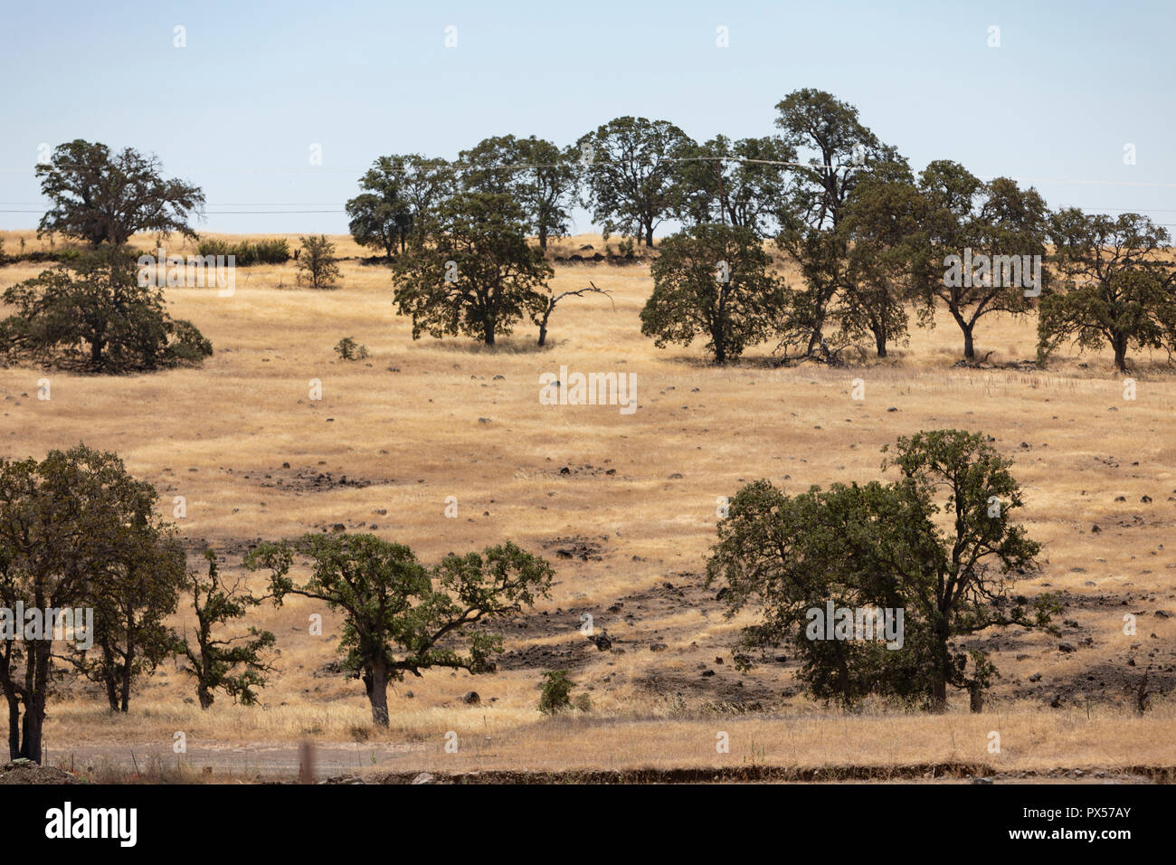 Green trees on yellow grass in Chico, California Stock Photo - Alamy