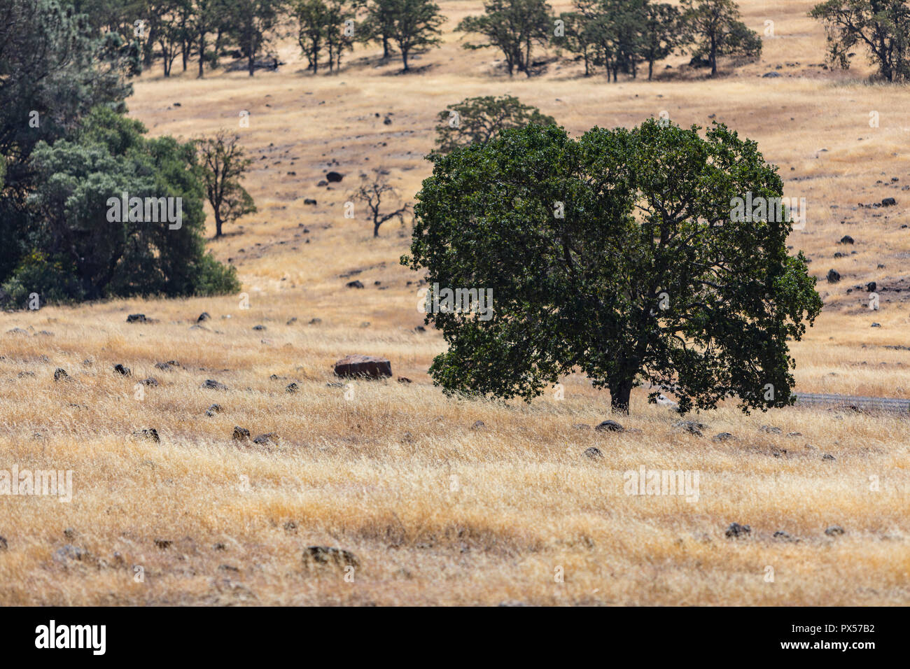 Chico california hi-res stock photography and images - Alamy