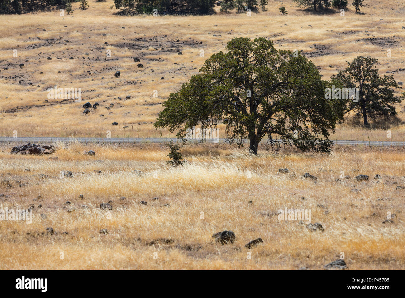 Green trees on yellow grass in Chico, California Stock Photo - Alamy