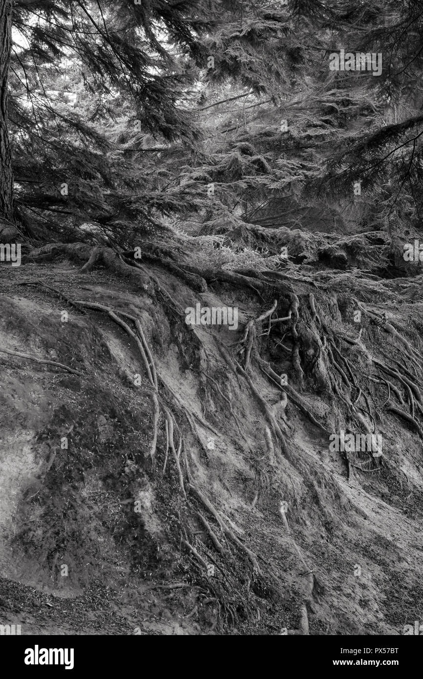 Tree roots and lower branches of western hemlock (Tsuga heterophylla ...