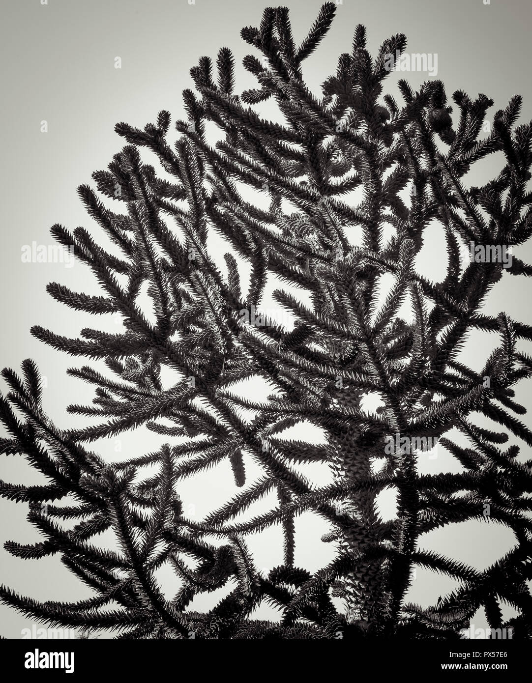 Monkeypuzzle hi-res stock photography and images - Alamy