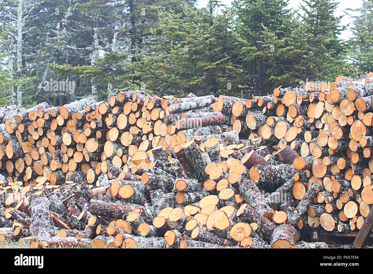 Canada lumber hi-res stock photography and images - Alamy