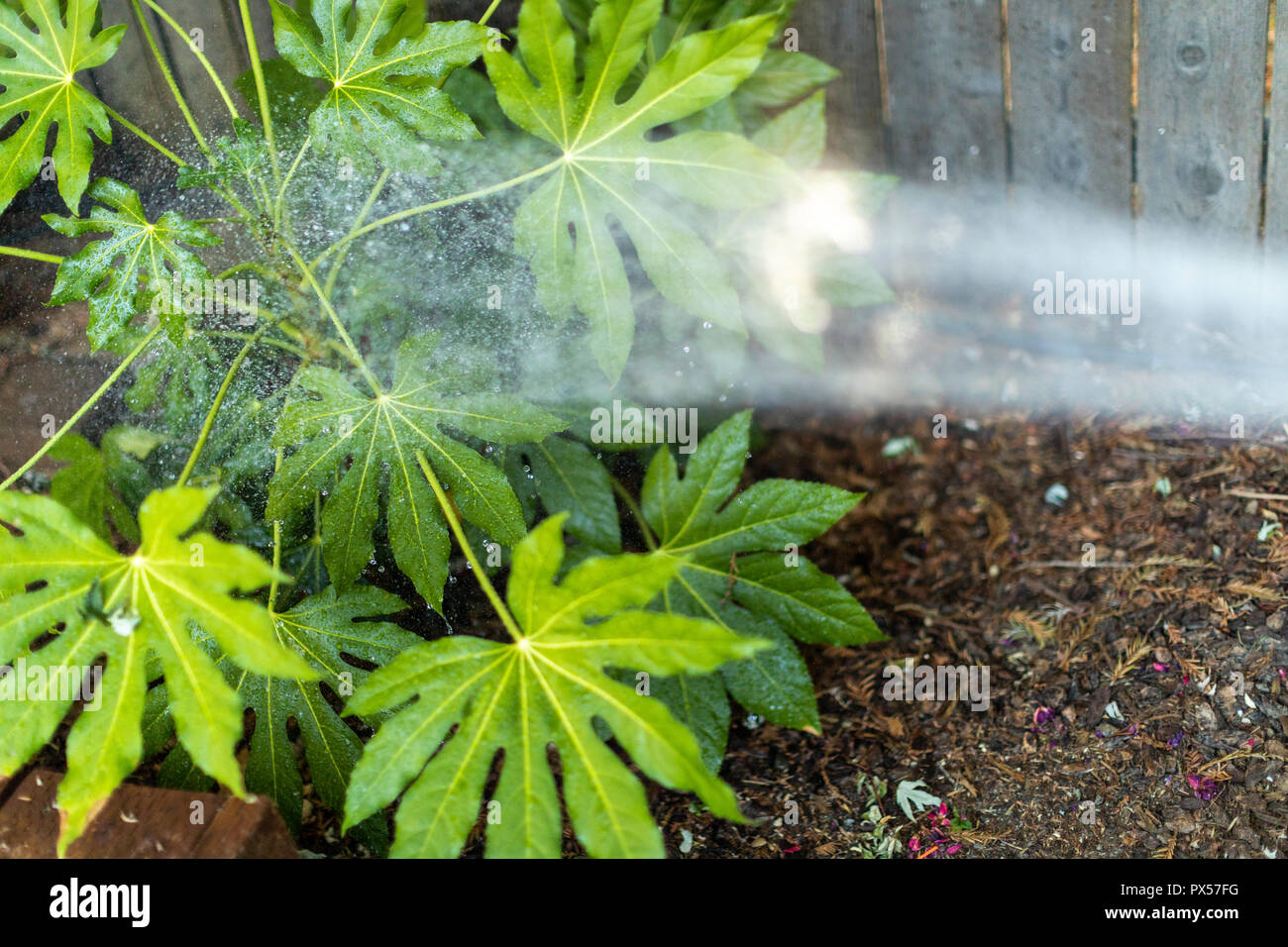 Plant Being Watered High Resolution Stock Photography and Images - Alamy