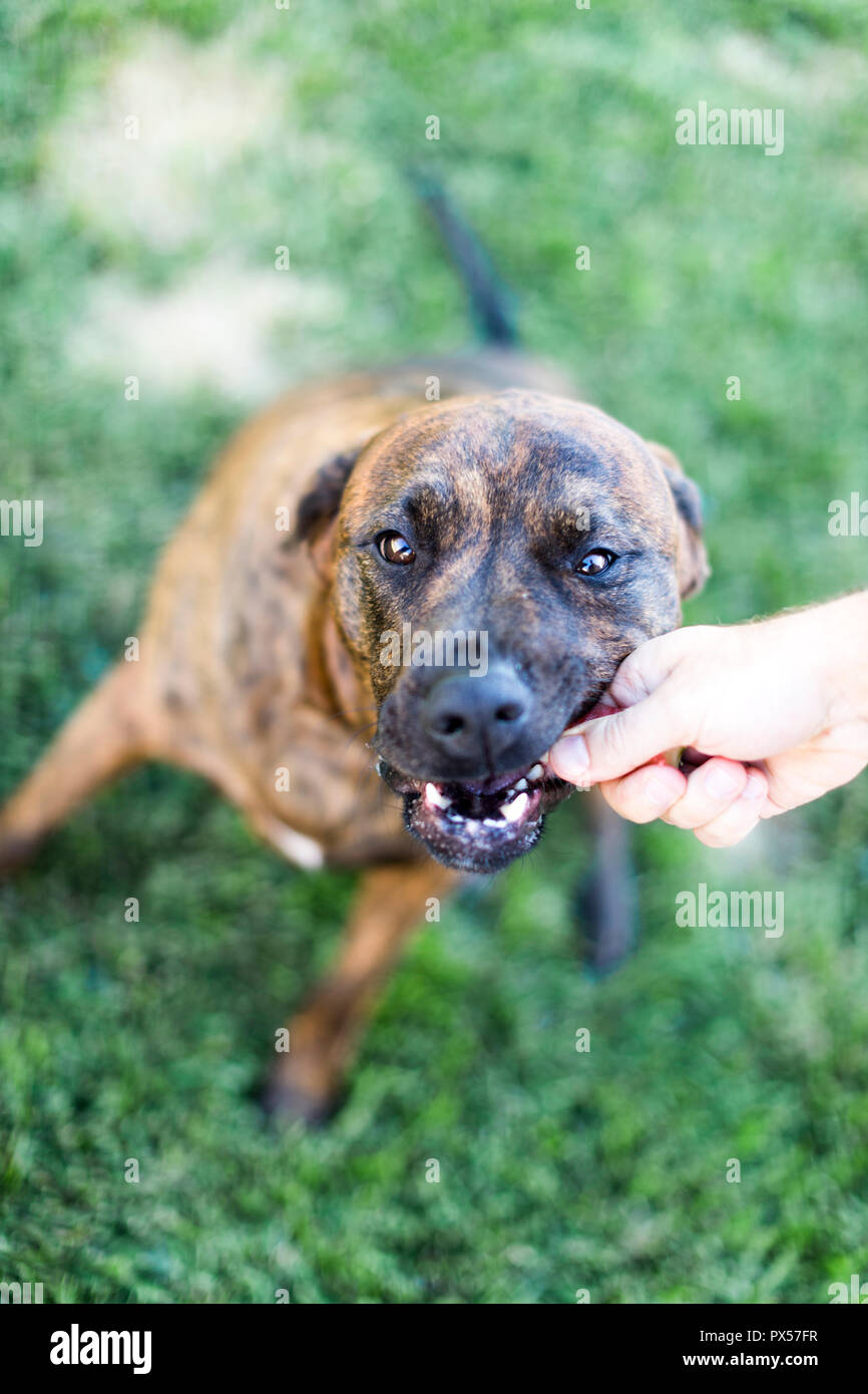 A dog eating a treat from a hand Stock Photo - Alamy
