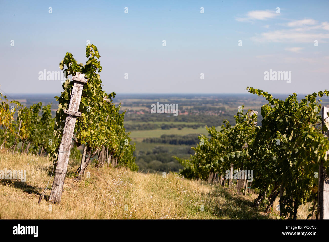 Tokaj region hi-res stock photography and images - Alamy