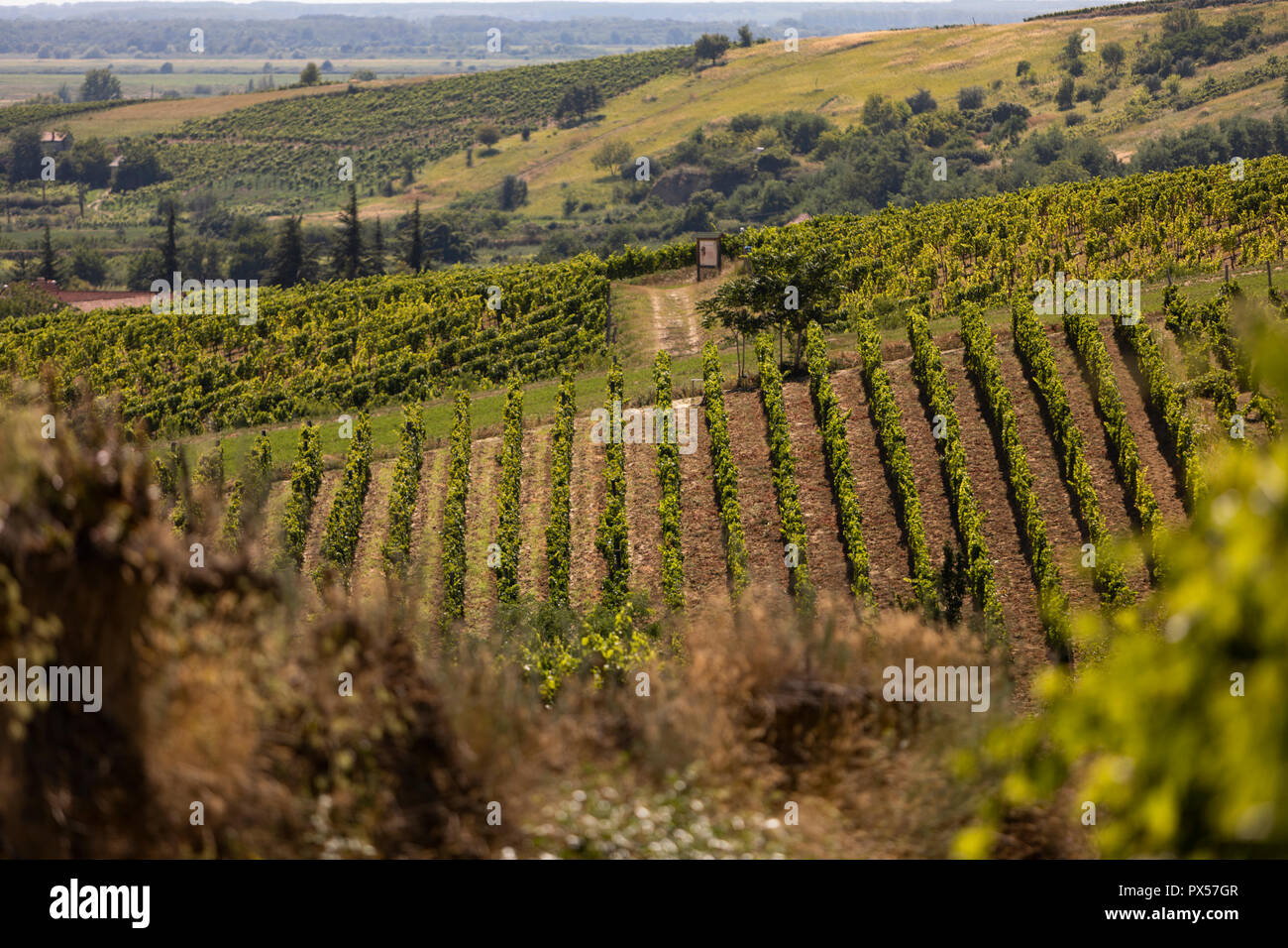 Tokaj region hi-res stock photography and images - Alamy