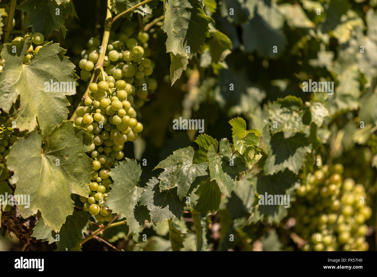 Grapes of a vineyard in the Tokaj region Stock Photo - Alamy