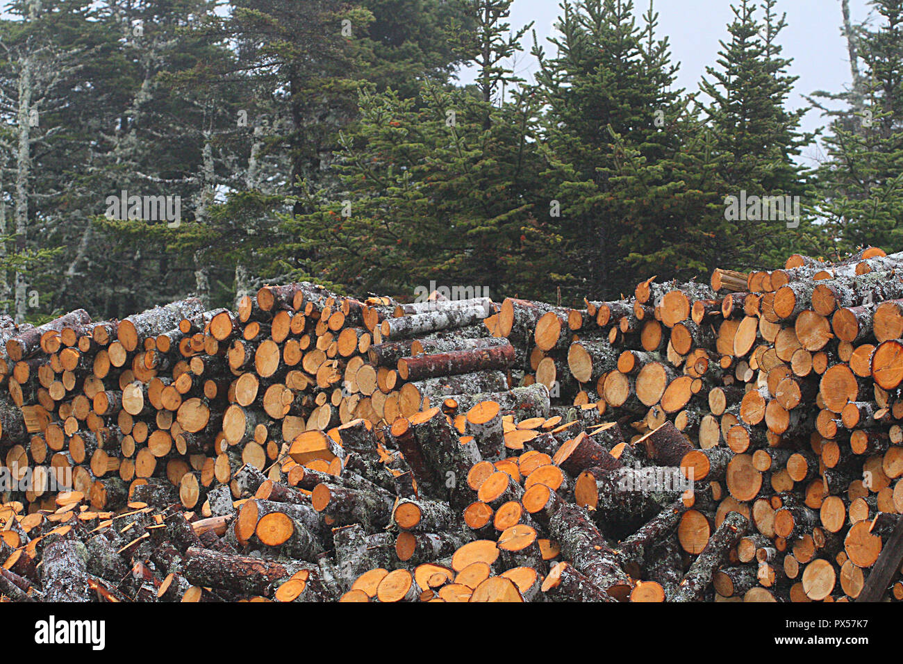 Roadside log piles hi-res stock photography and images - Alamy