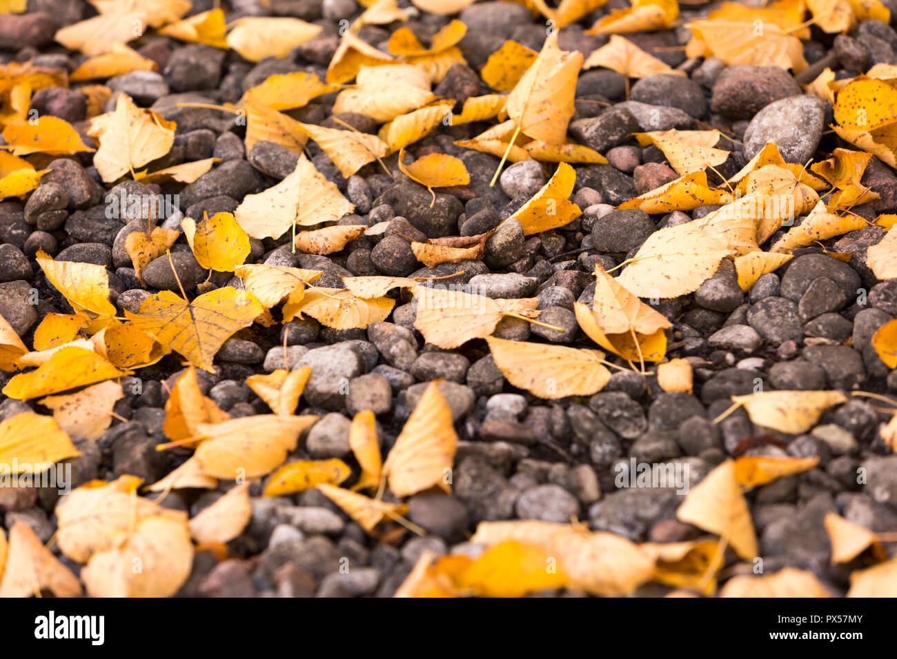 Yellow autumn leaves amongst small rocks Stock Photo - Alamy