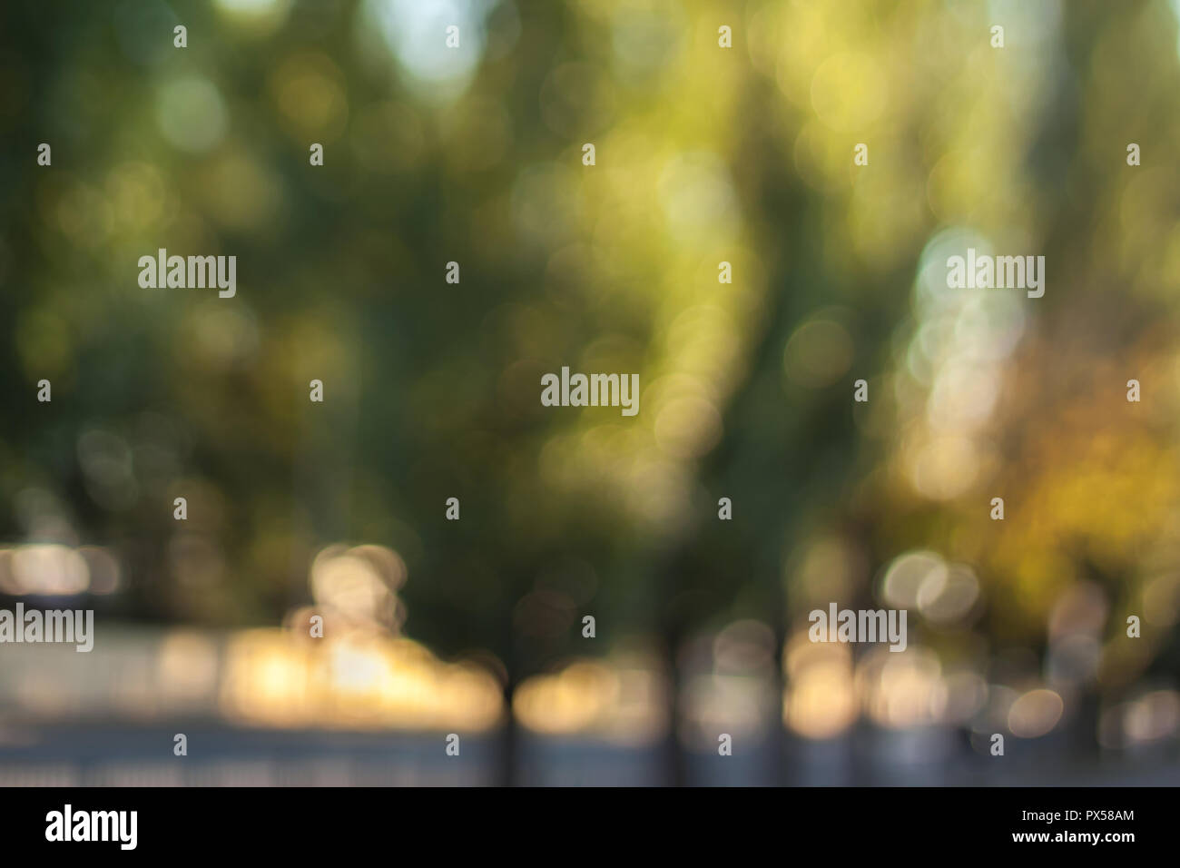 Blurry nature wallpaper. Forest bokeh background. Green defocused ...