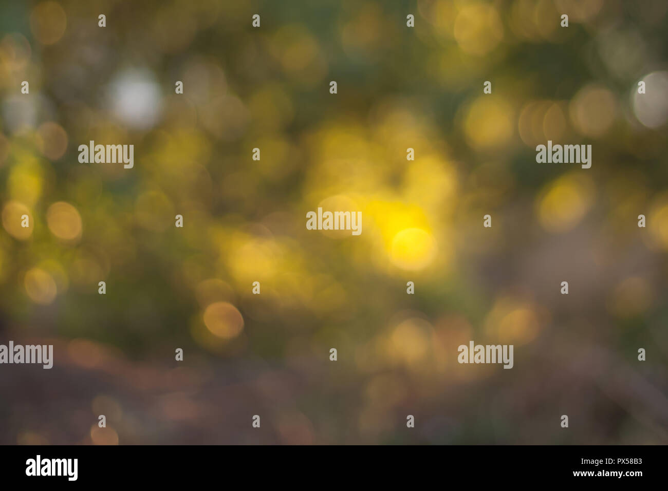 Blurry nature wallpaper. Forest bokeh background. Green defocused ...