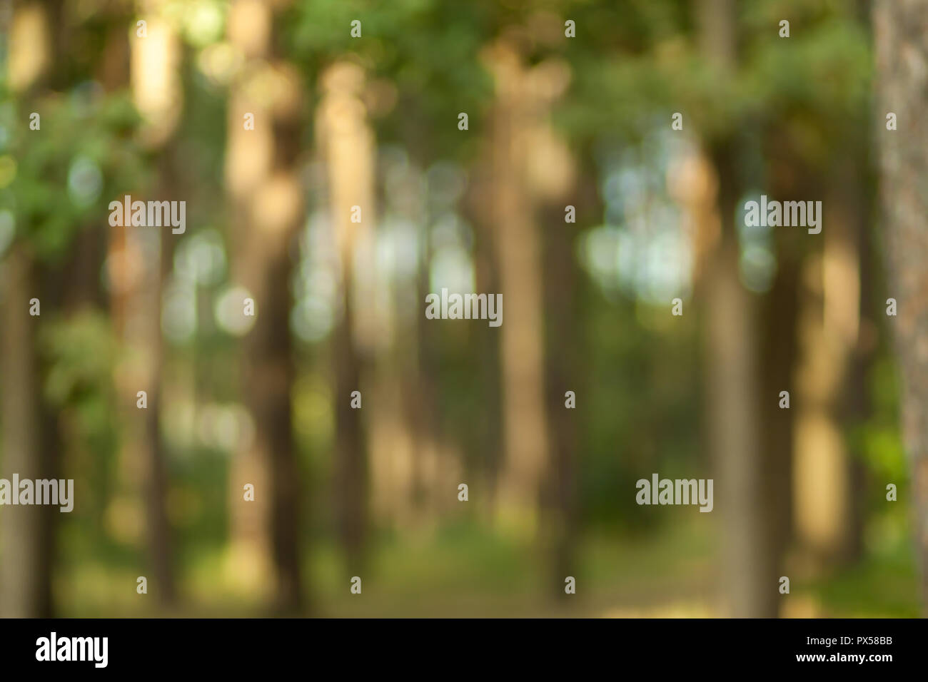 Blurry nature wallpaper. Forest bokeh background. Green defocused ...