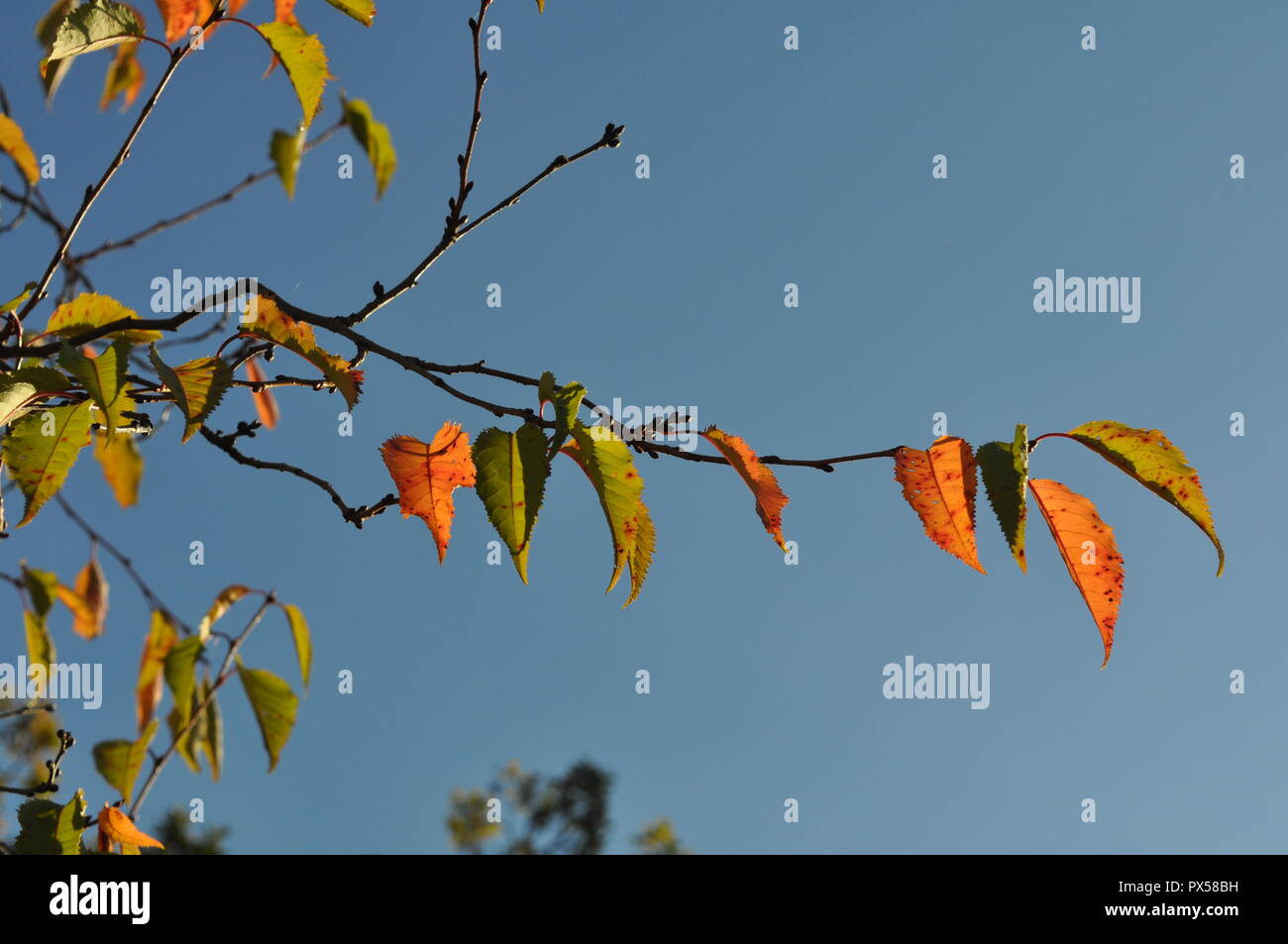 Ash tree leaves on a branch in the autumn, single branch isolated, with ...