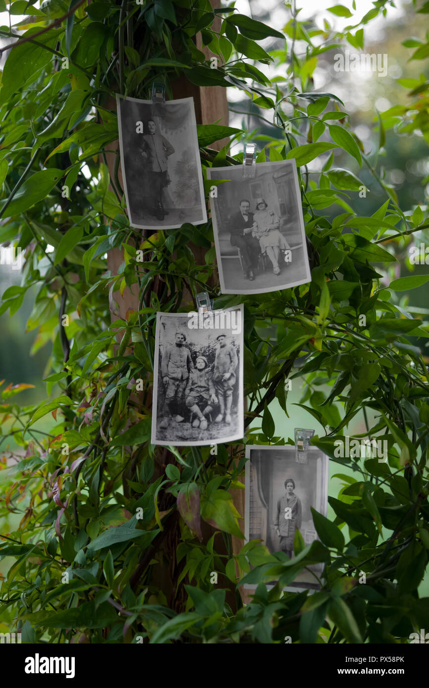 Family Tree Lineage High Resolution Stock Photography and Images - Alamy