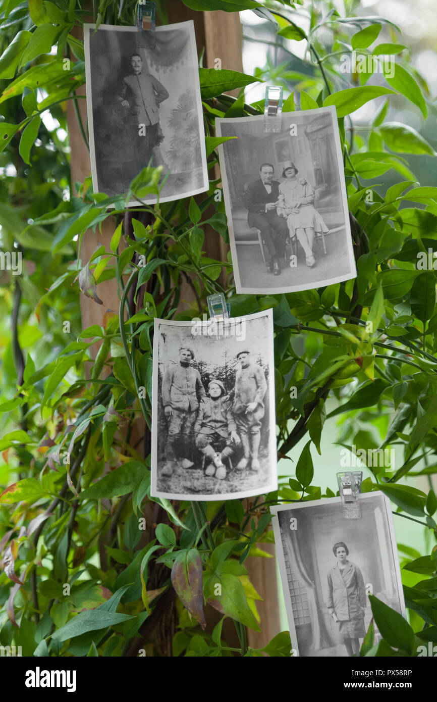 Family Tree Lineage High Resolution Stock Photography and Images - Alamy