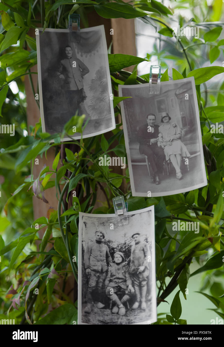 Family Tree History Lineage High Resolution Stock Photography and ...