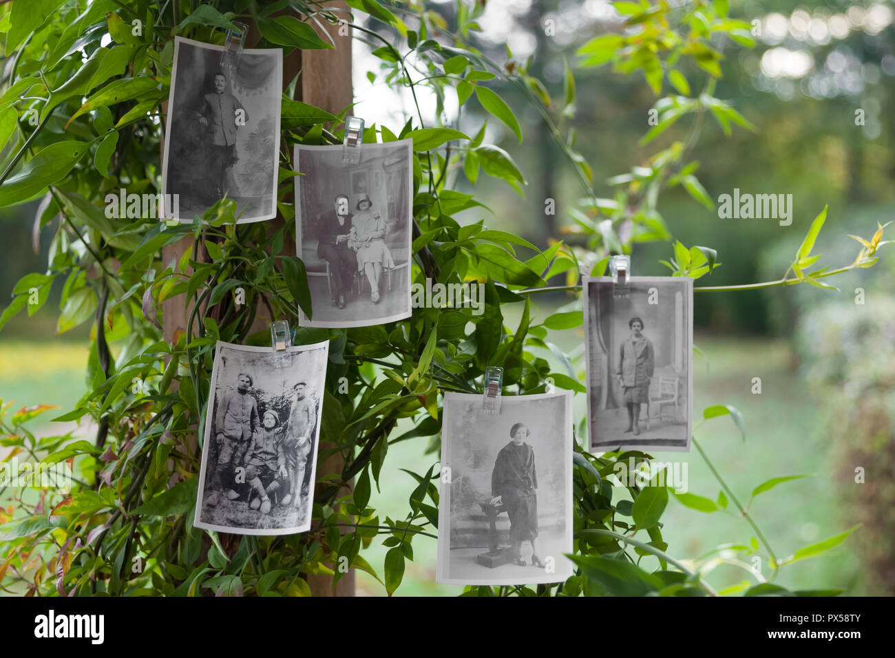 Family Tree Lineage High Resolution Stock Photography and Images - Alamy