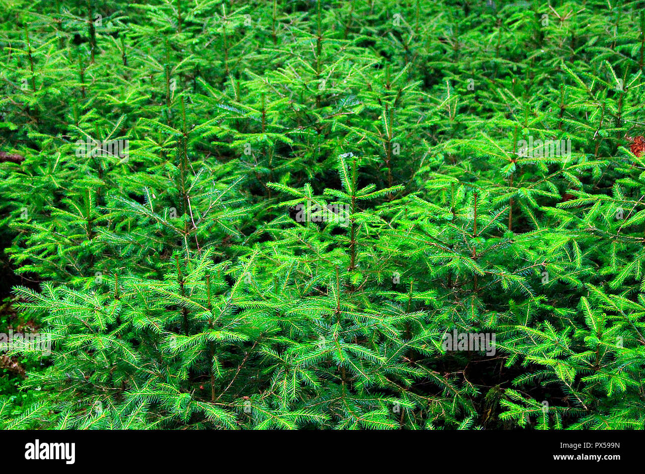 Green branches of young fur-tree growing in mountainous locality. Fut ...