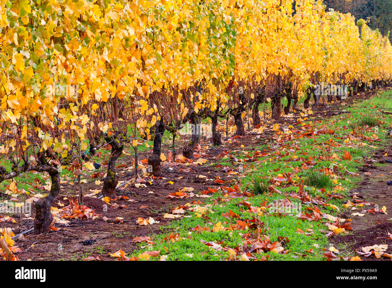 Vineyards autumn colors covers the Dundee rolling hills in Dundee ...