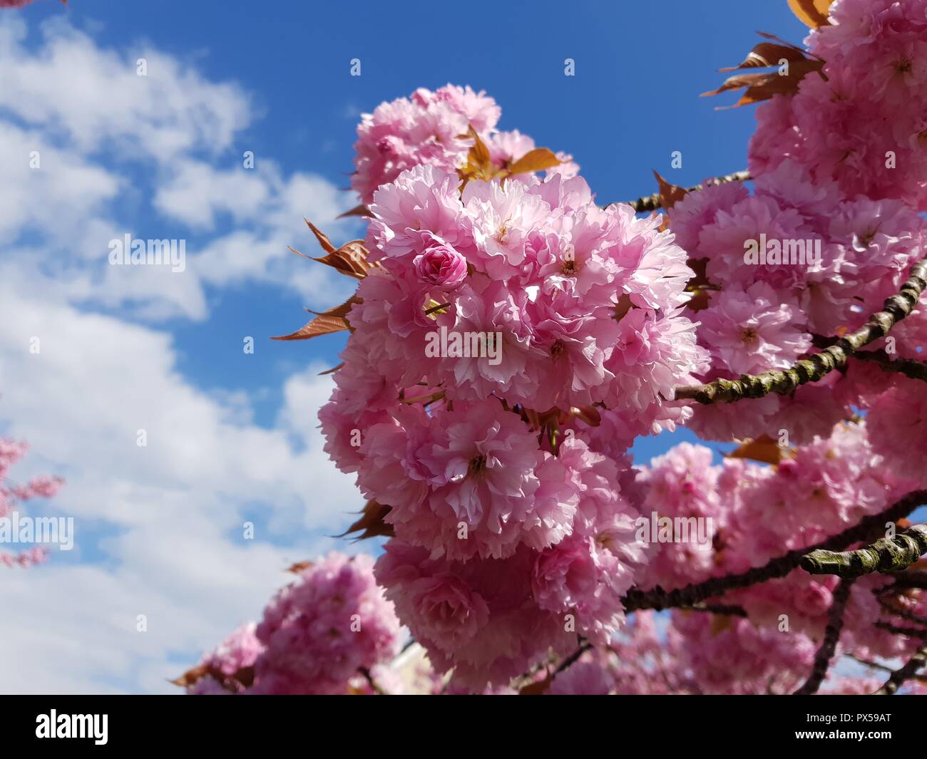 Flowering fruit trees in the old Country near Hamburg Germany Stock ...