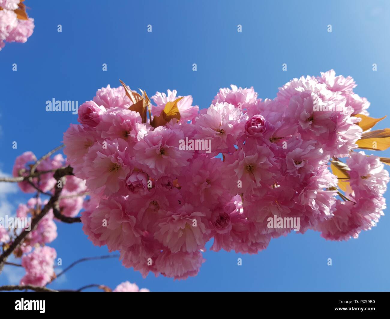 Flowering fruit trees in the old Country near Hamburg Germany Stock ...