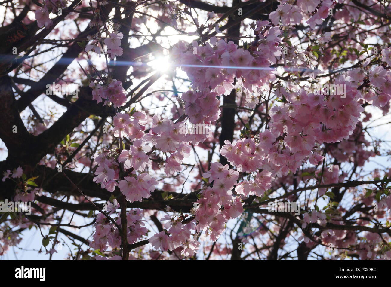 Flowering fruit trees in the old Country near Hamburg Germany Stock ...