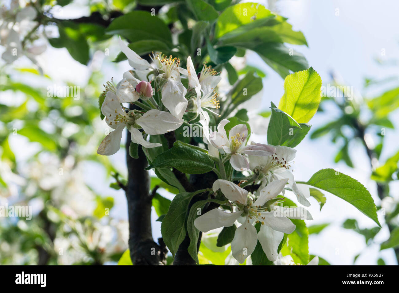 Flowering fruit trees in the old Country near Hamburg Germany Stock ...