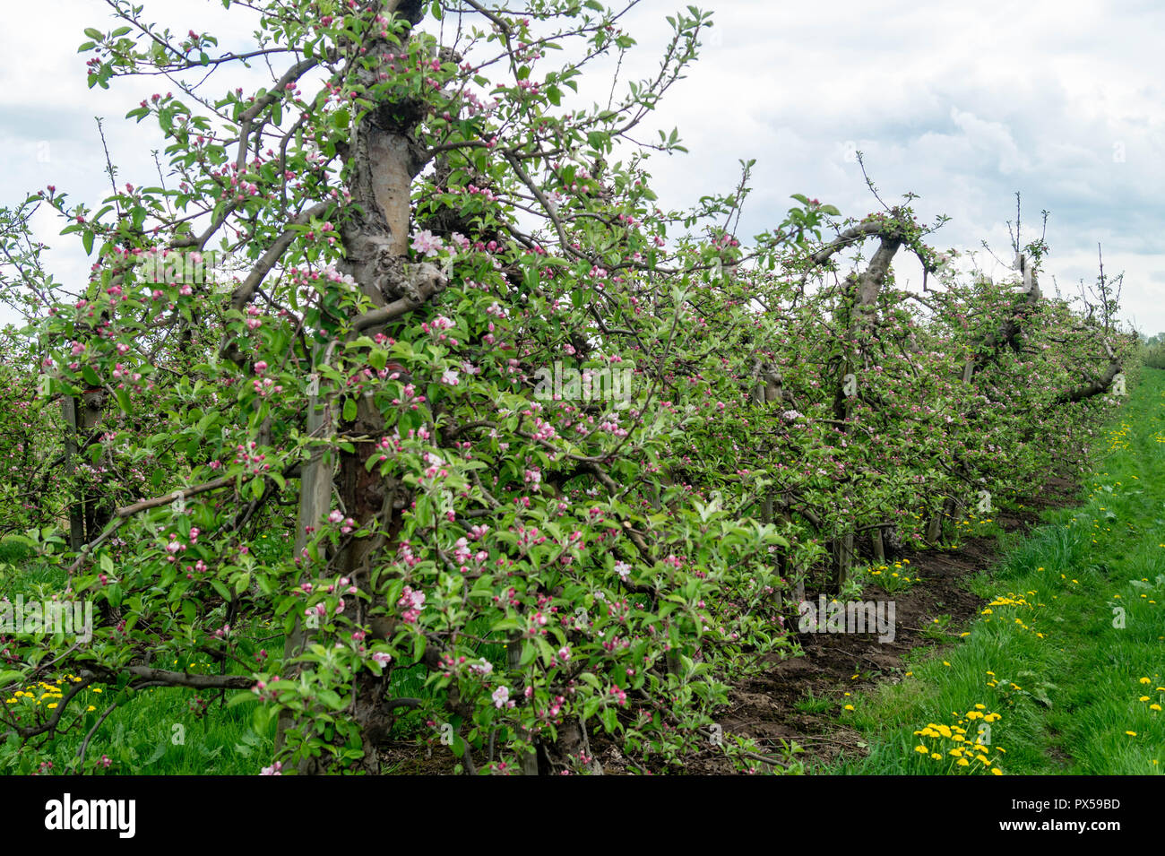 Flowering fruit trees in the old Country near Hamburg Germany Stock ...