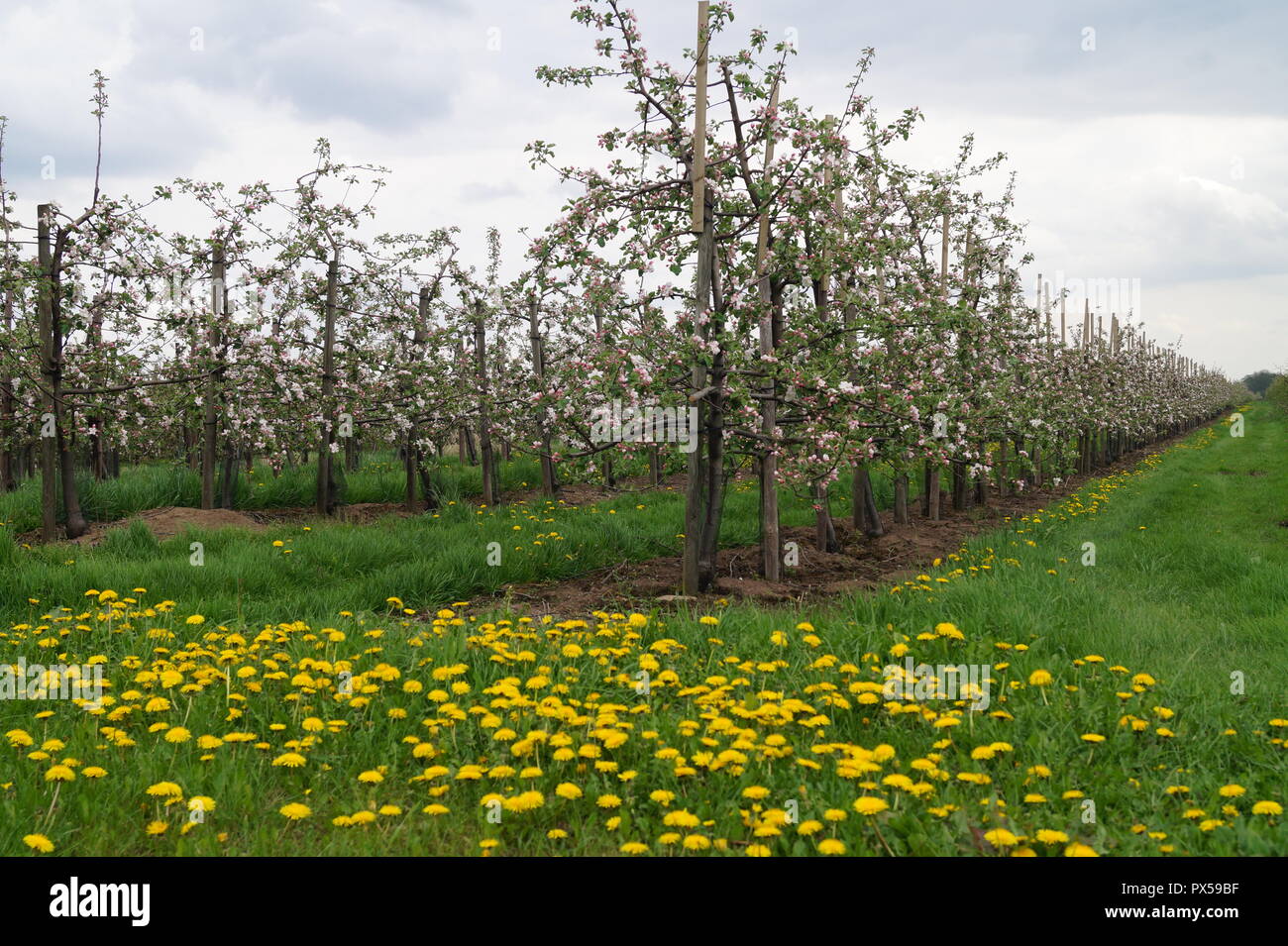 Flowering fruit trees in the old Country near Hamburg Germany Stock ...