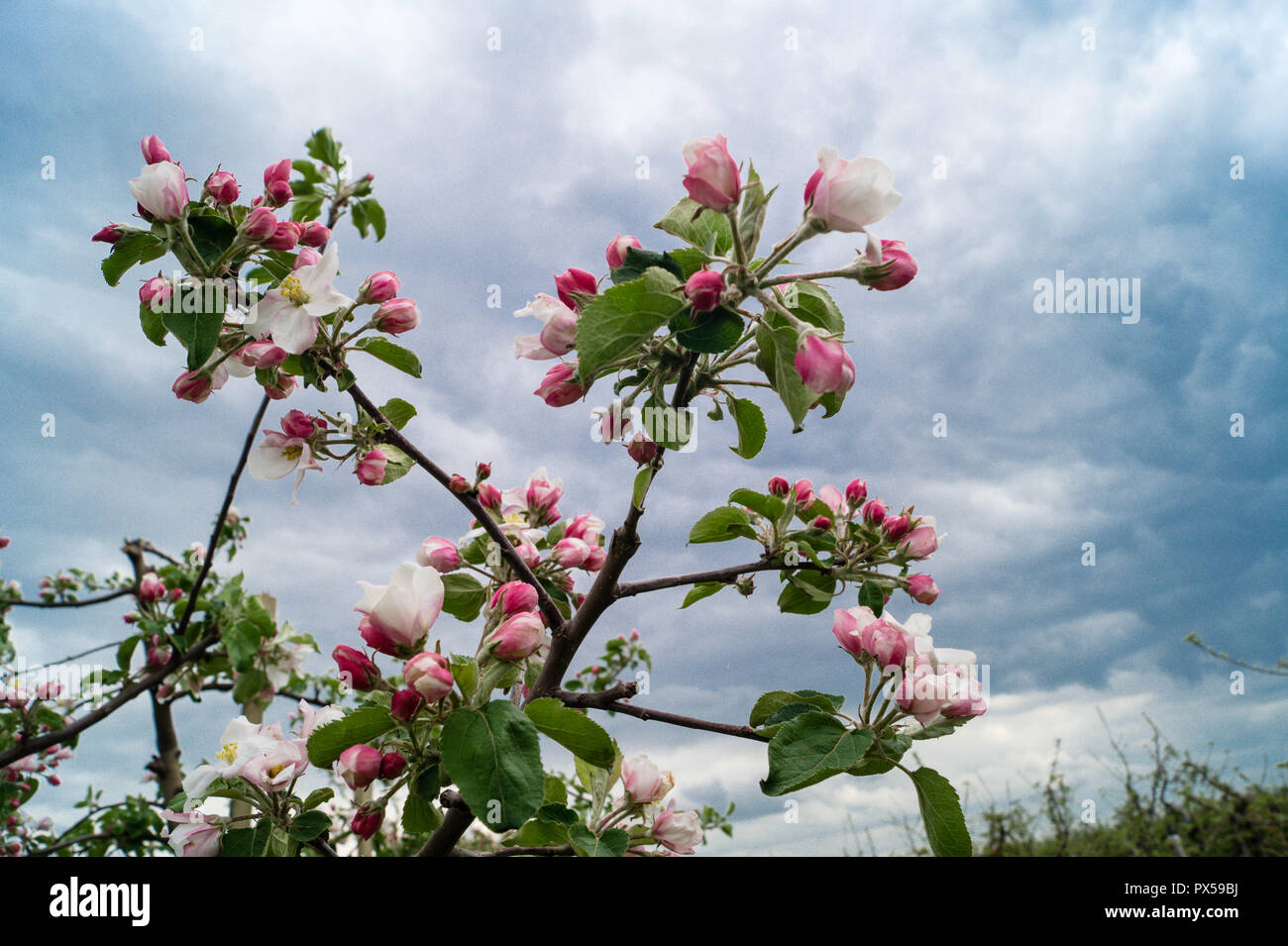 Flowering fruit trees in the old Country near Hamburg Germany Stock ...