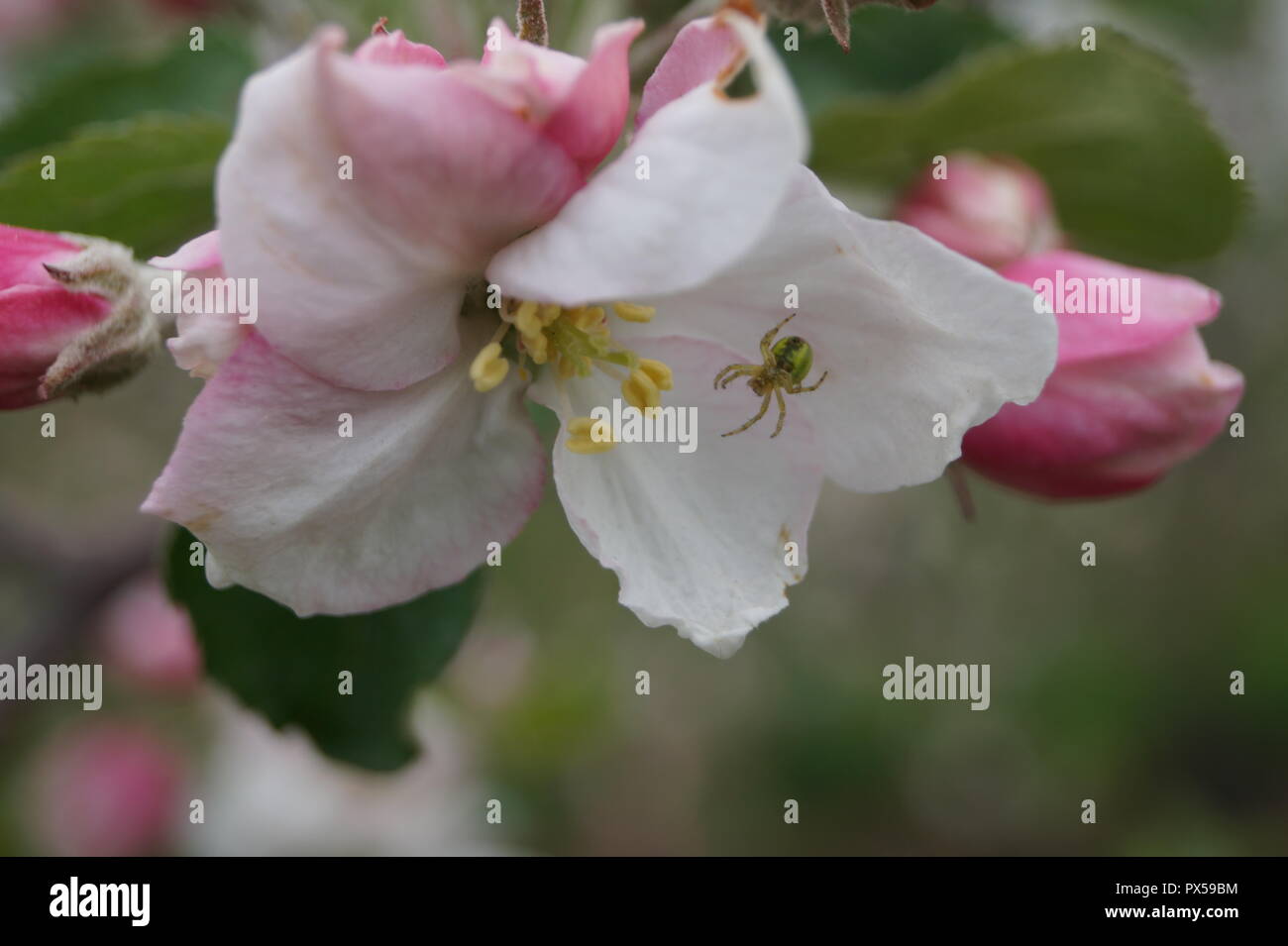 Flowering fruit trees in the old Country near Hamburg Germany Stock ...