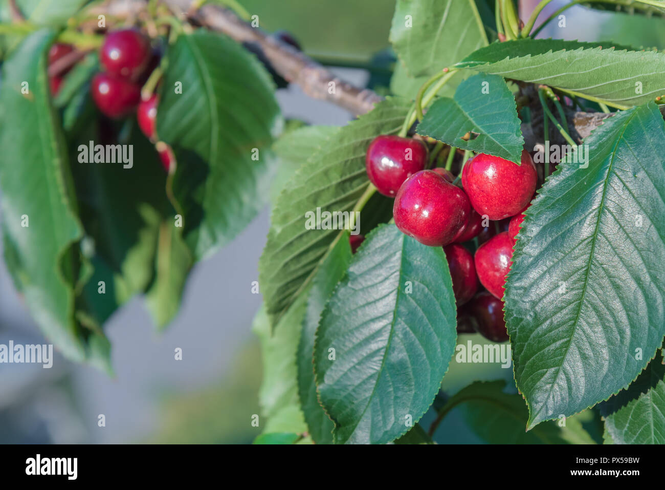 Cluster of red cherries on cherry tree branch Stock Photo - Alamy