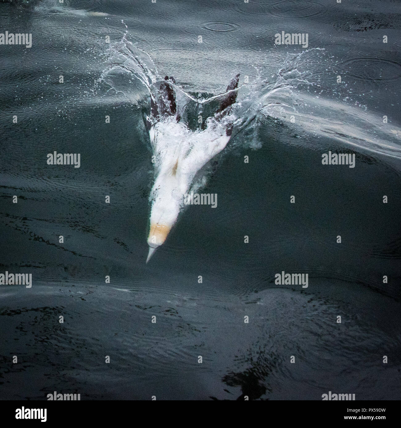 Gannet diving hi-res stock photography and images - Alamy
