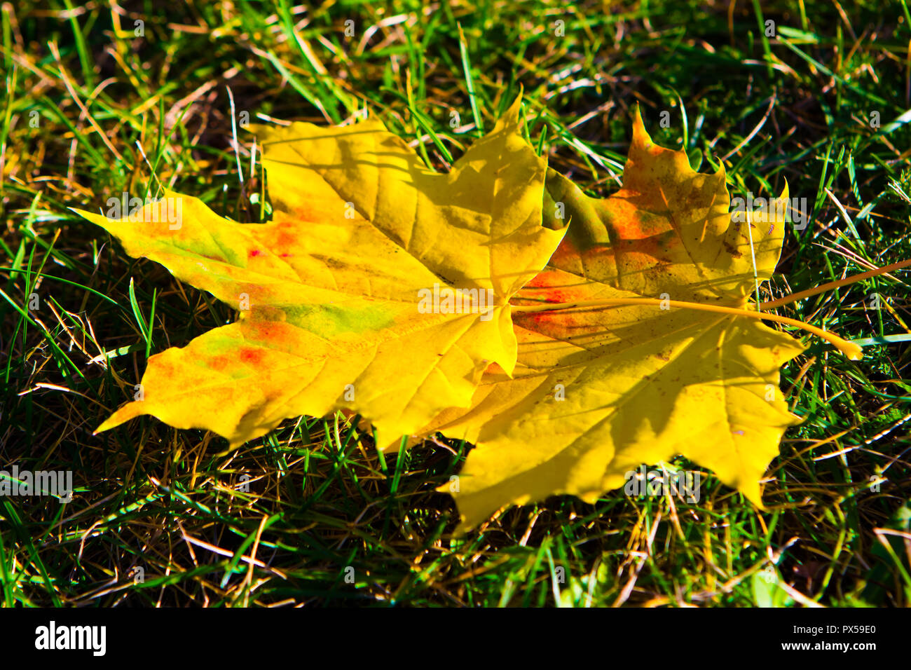 Two beautiful maple leaves hi-res stock photography and images - Alamy