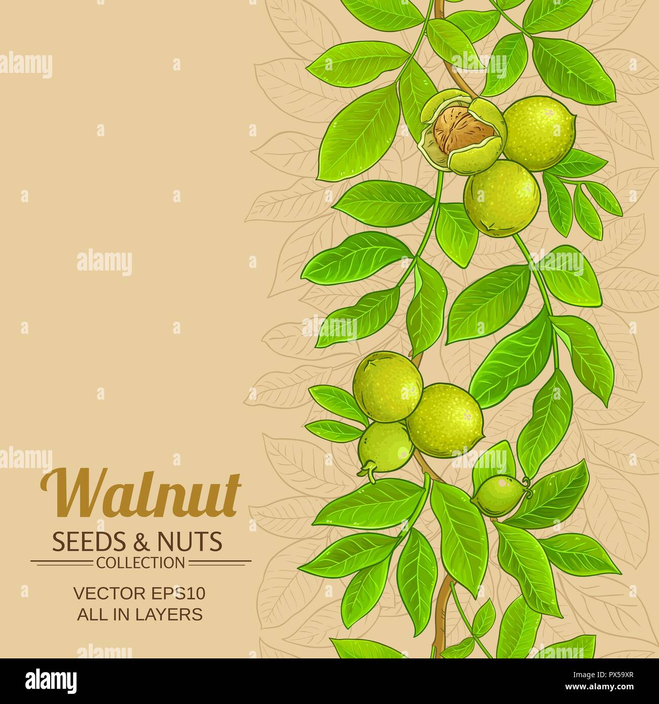 Walnut vector vectors hi-res stock photography and images - Alamy