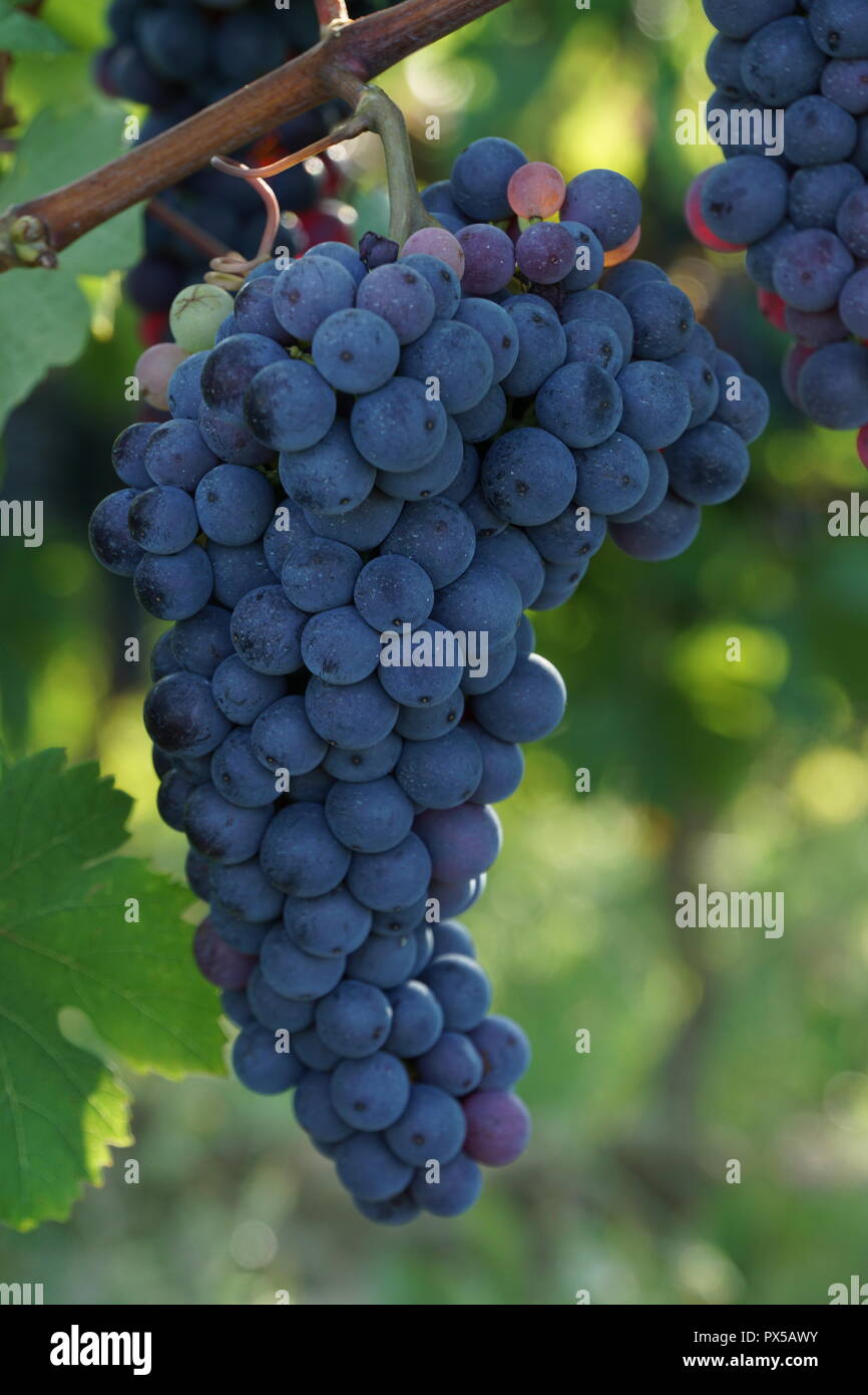 Vineyard beautiful grapes hi-res stock photography and images - Alamy